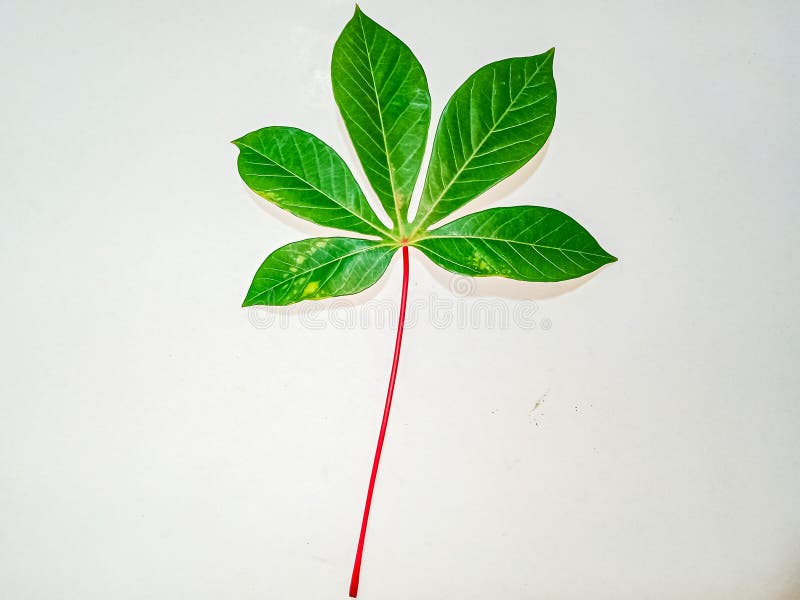 Cassava leaf stock photo. Image of shrub, pattern, flower - 232293568