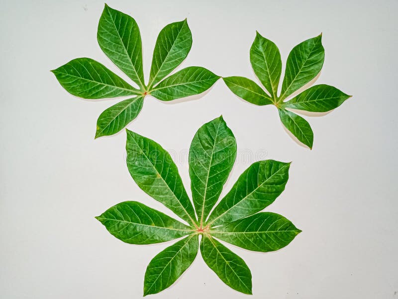 Cassava leaf stock photo. Image of shrub, pattern, flower - 232293568