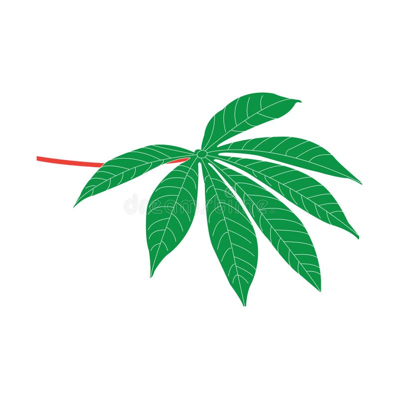 Cassava leaf icon stock vector. Illustration of botany - 290990448