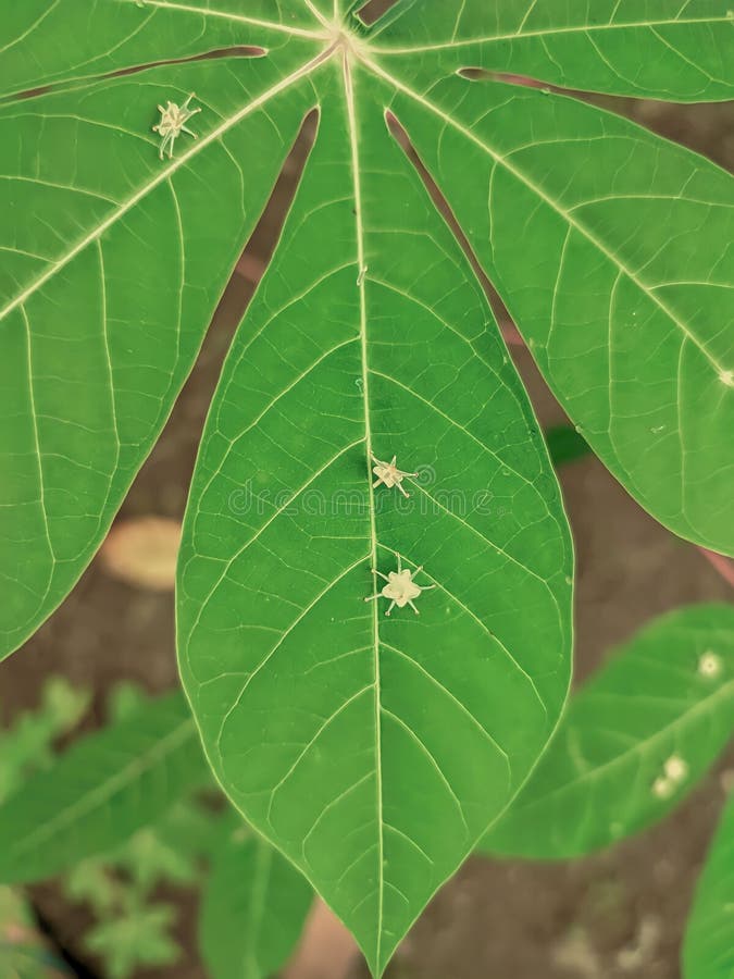 Cassava leaf pattern stock illustration. Illustration of cassava ...