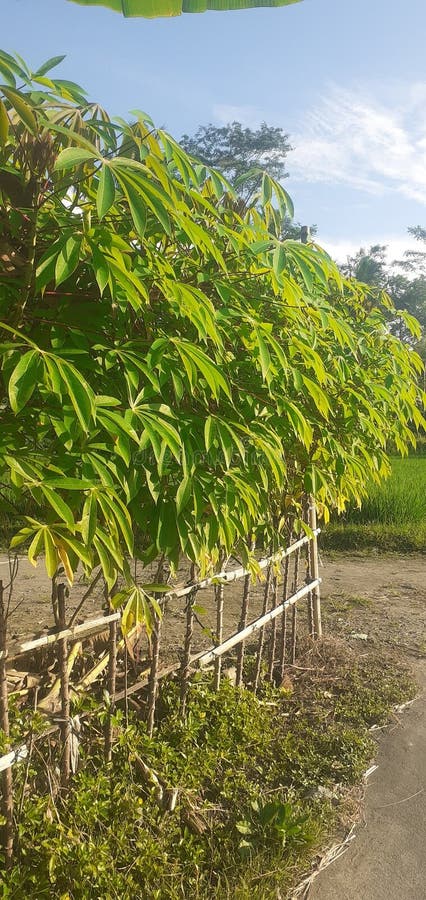 Cassava leaf plant stock photo. Image of plant, leaf - 359753126
