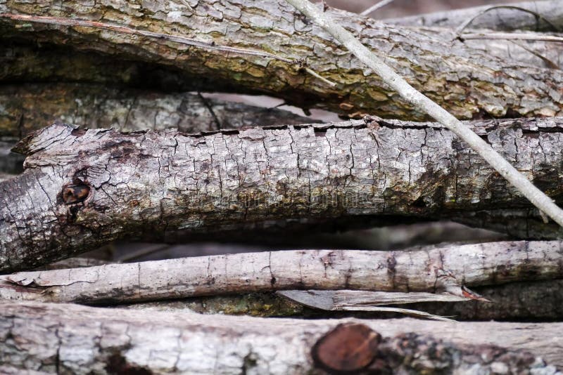 Cassava Leaf Plant Background. Close-up of Cassava Leaves Stock Image ...
