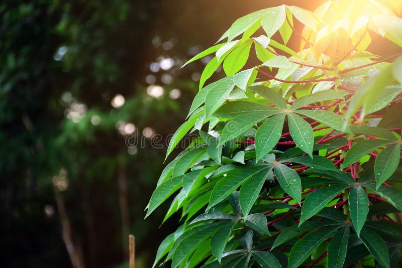 Cassava Leaf Plant Background. Close-up of Cassava Leaves Stock Image ...