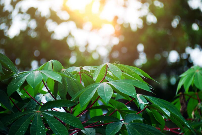 Cassava Leaf Plant Background. Close-up of Cassava Leaves Stock Photo ...