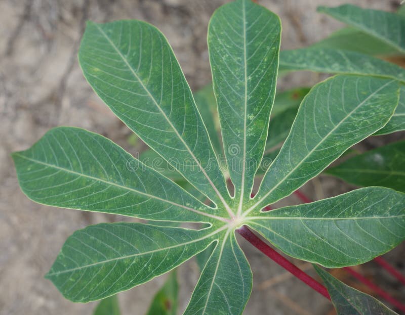 Cassava leaf stock image. Image of thailand, ethanol - 20980513