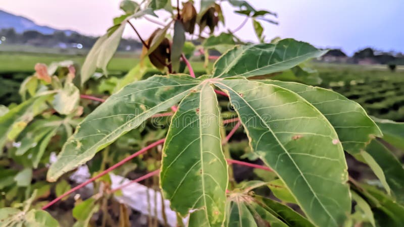 Cassava Leaf Texture with Red Stems Stock Photo - Image of blossom ...