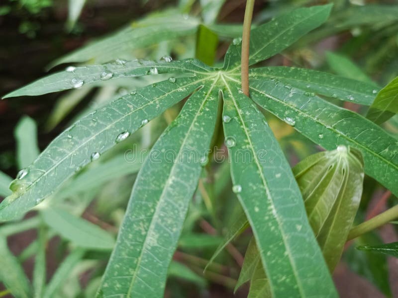 Cassava Leaf with Water Droplets on Stock Photo - Image of leaf ...