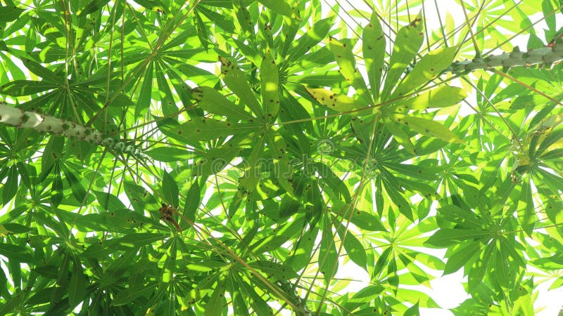 Cassava Leaves Background, Green Foliage of Cassava with the Sunlight ...