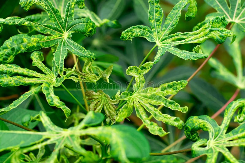 Cassava Leaves are Damaged by the Spotted Leaf Virus Stock Photo ...