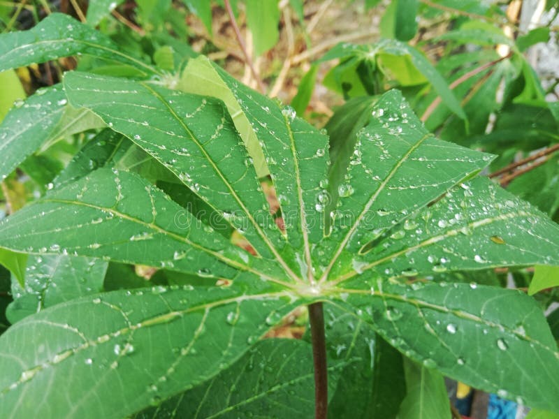 Cassava Leaves in the Garden Wetted by Rain Water Stock Image - Image ...