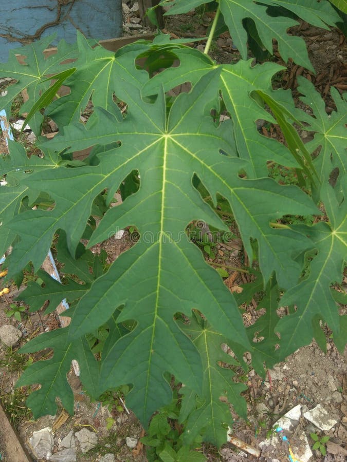 Cassava Leaves are Good for Health Stock Image - Image of cassava, indo ...