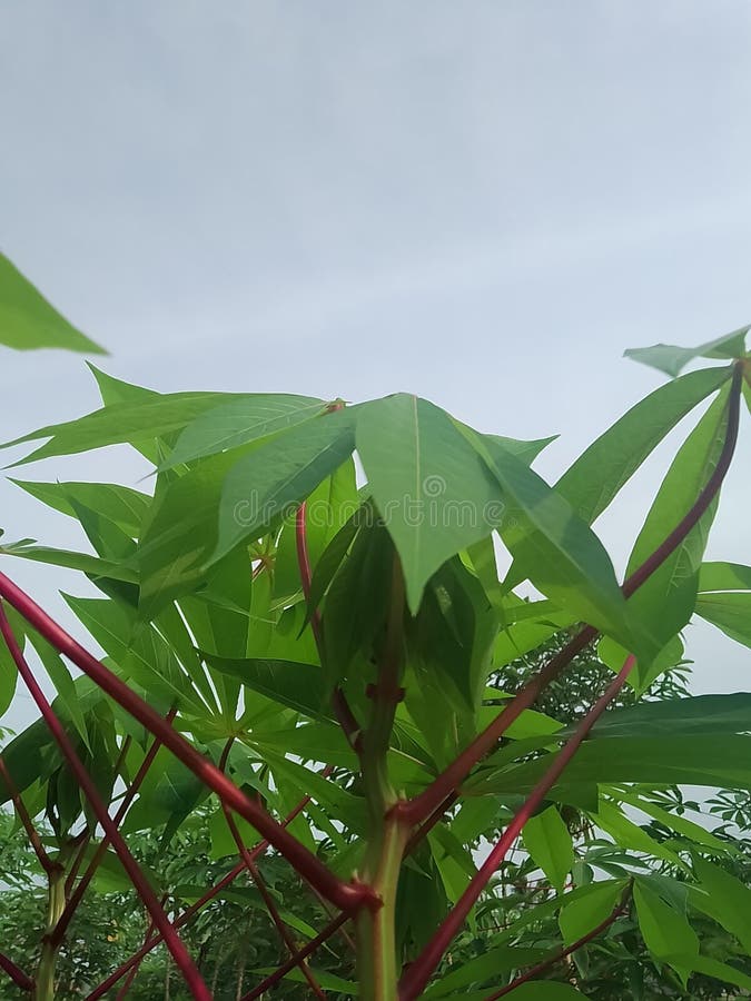 Cassava Leaves & X28;cassava& X29; Indonesian Food Stock Image - Image ...