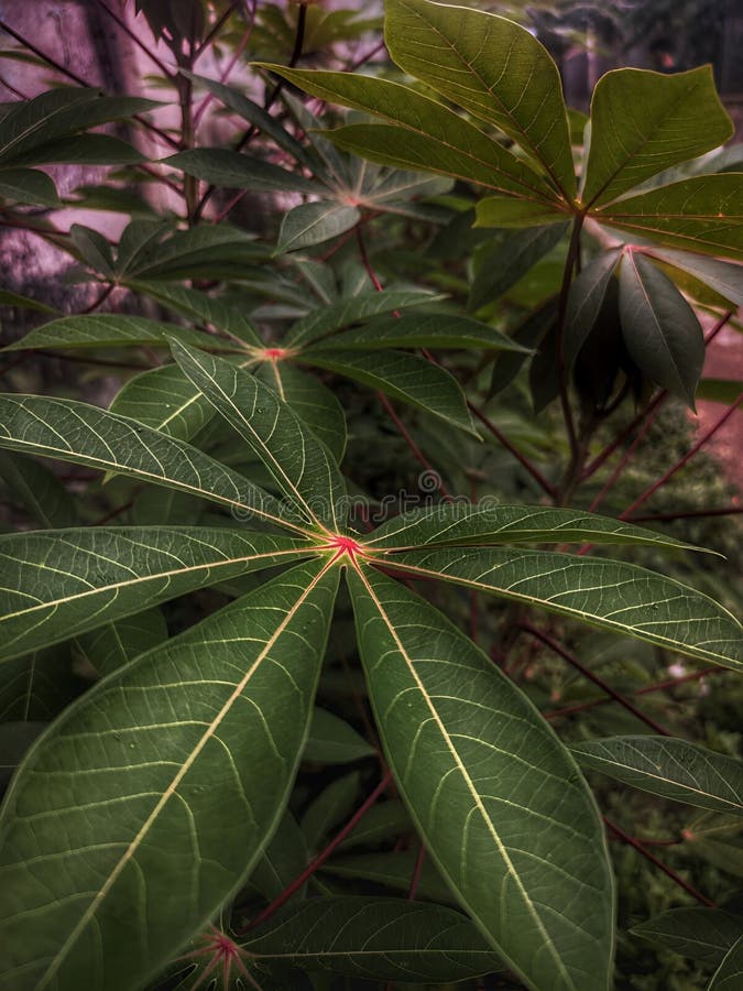 Cassava Leaves or Manihot Esculanta Crantz Stock Image - Image of color ...