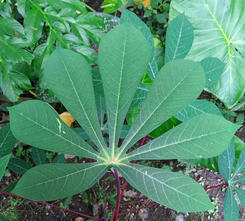 Cassava Leaves Many Benefit One of Which is Losing Weight and Incrasing ...
