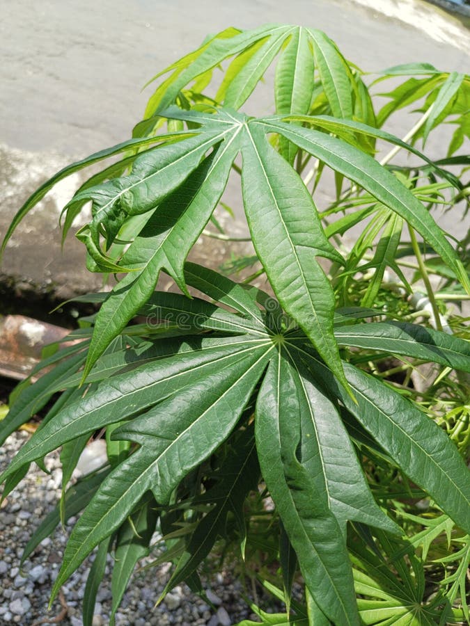 Cassava Leaves, this is Often Used As a Food Vegetable Stock Photo ...