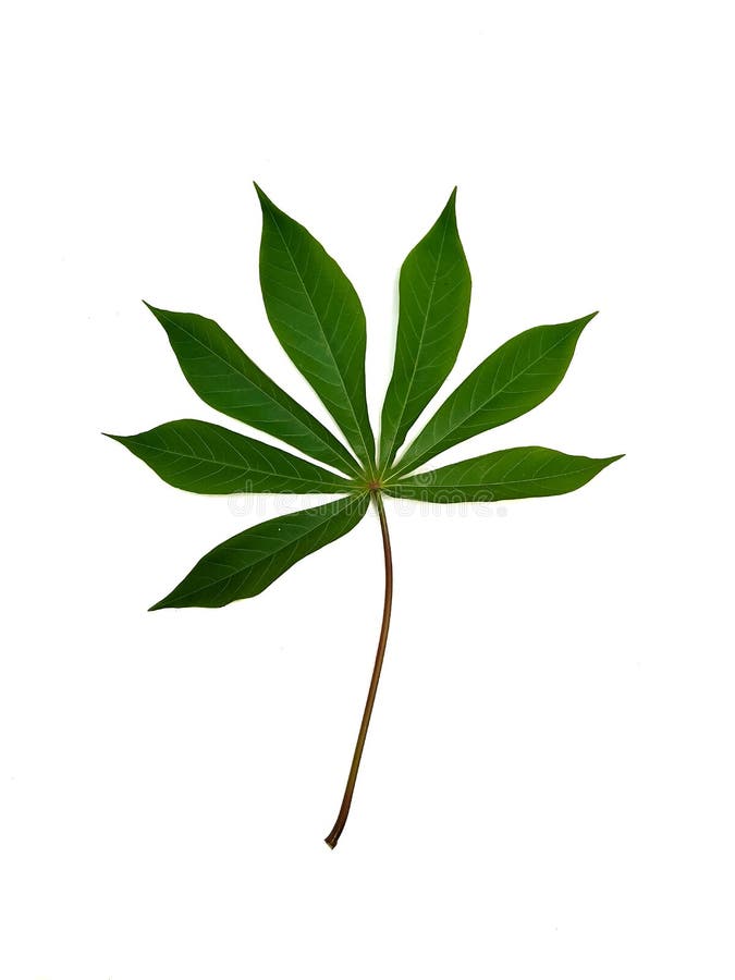 Set of Cassava Leaves Isolated on White Background, Tropical Plant Leaf ...