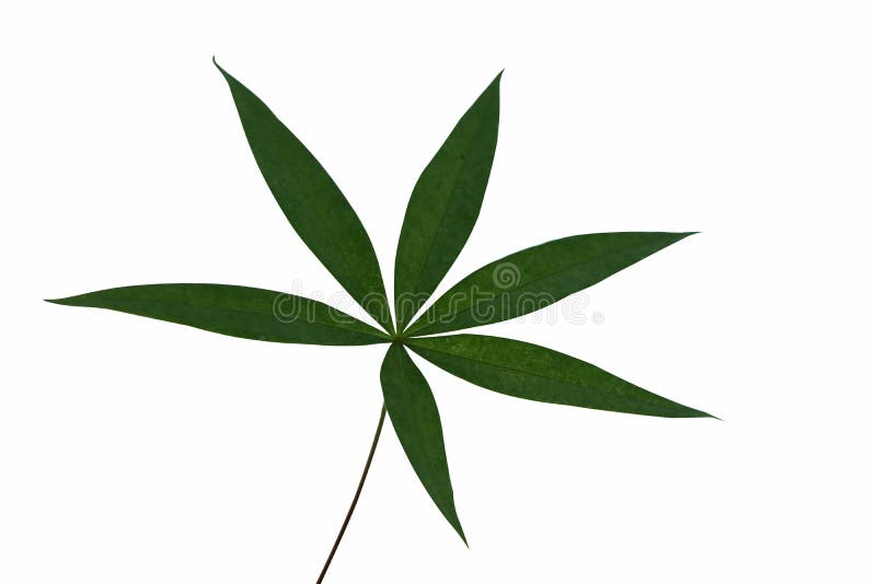 Cassava Leaves Shape on White Isolate Stock Image - Image of isolate ...