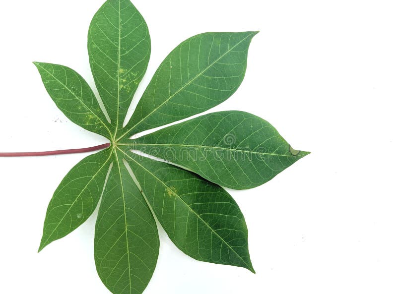 Cassava Leaves on White Background. Stock Photo - Image of pattern ...