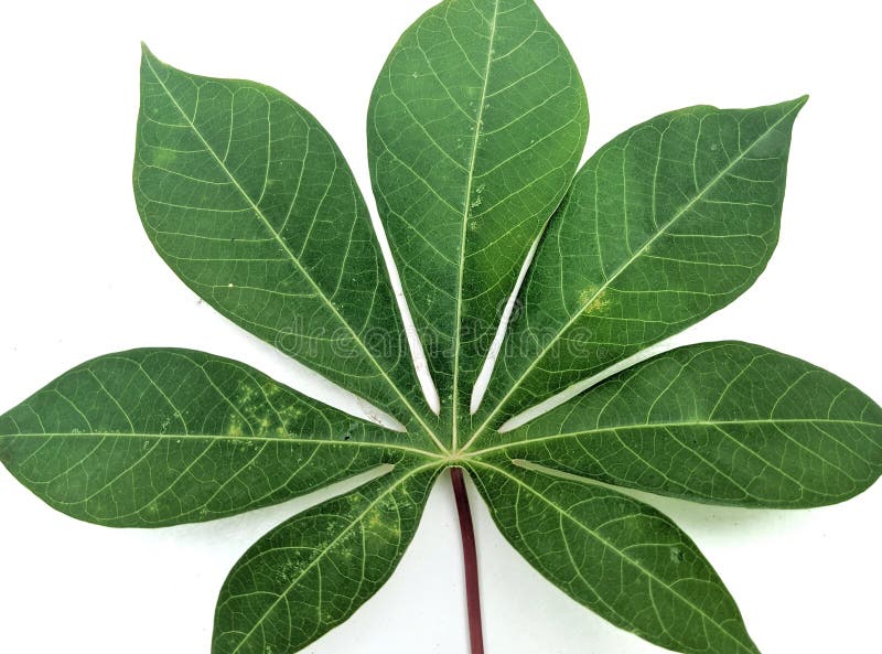 Cassava Leaves on White Background. Stock Image - Image of pattern ...