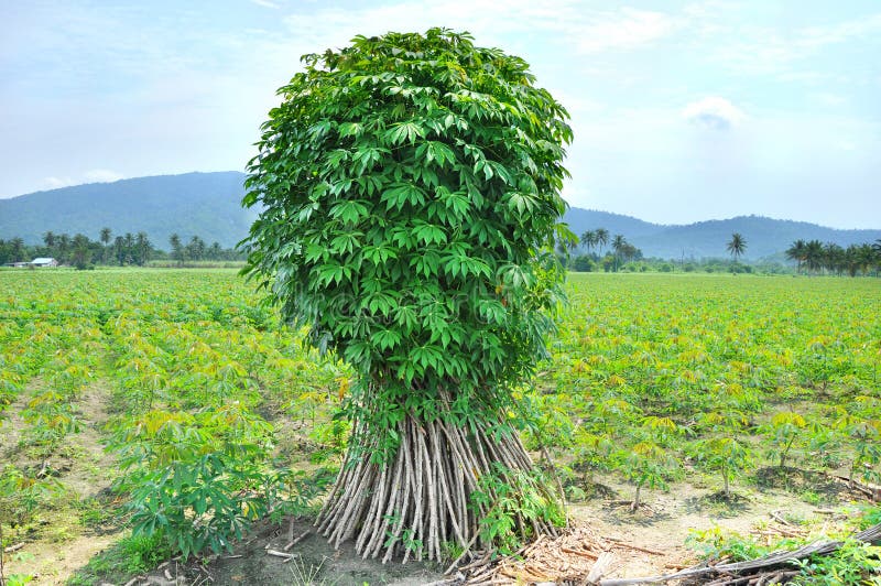 Cassava or Manioc Plant Field Stock Image - Image of tapioca, cultivate ...