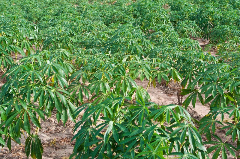 Cassava or Manioc Plant Field Stock Image - Image of arrange, farm ...