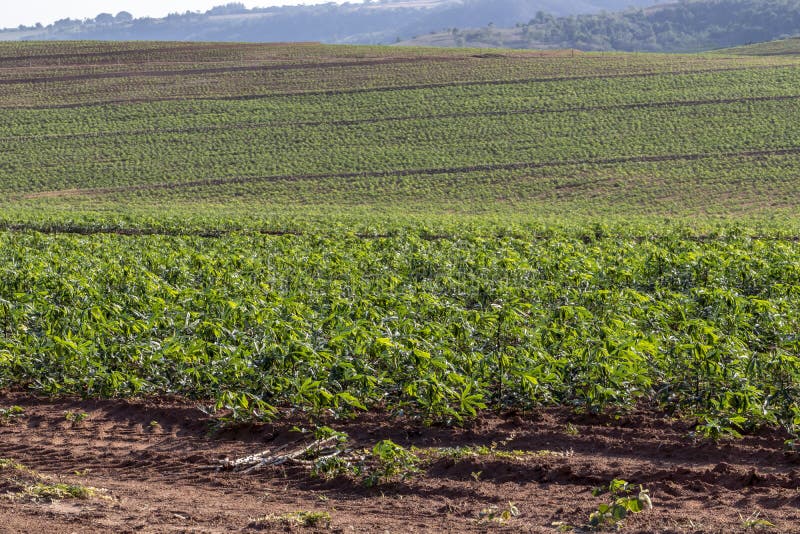 Cassava or Manioc Plant on Field Stock Image - Image of agribusiness ...