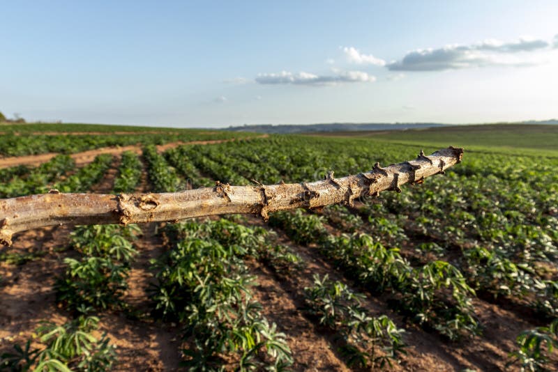 Cassava, Manioc Root, Manihot, Mogo Bonsai Tree Stock Photo - Image of ...