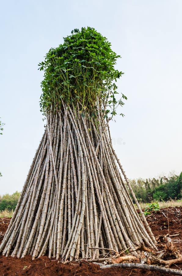Manioc Plant
