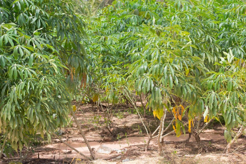 Cassava or Manioc Plant Field Stock Image - Image of form, husbandry ...