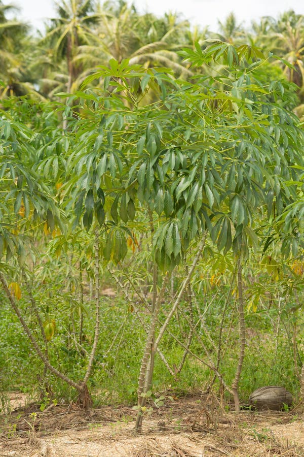 Cassava or Manioc Plant Field Stock Photo - Image of leaf, healthy ...