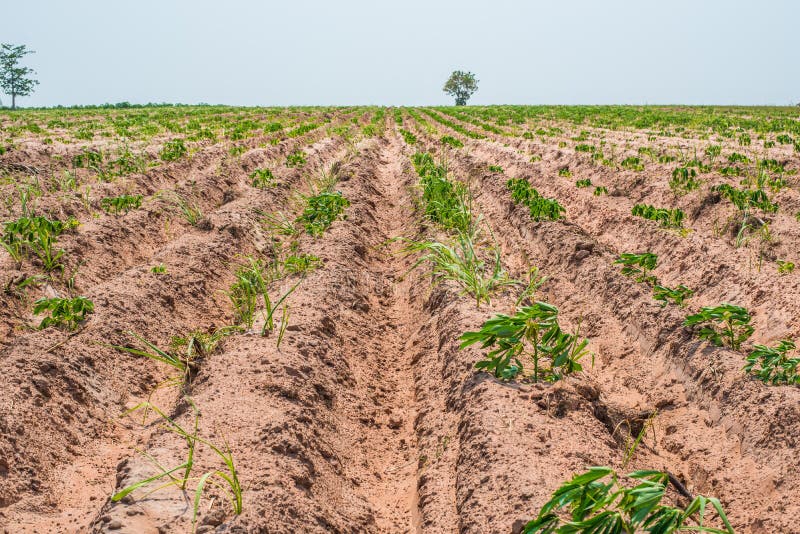 Cassava or Manioc Plants Field Stock Photo - Image of harvesting, brown ...