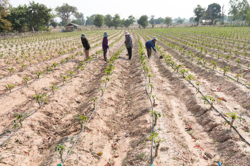 Cassava Manioc Tapioca Plantation Field, Traditional Farm beside the ...