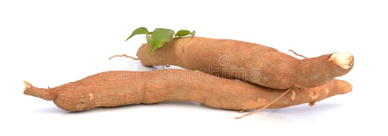 Cassava Raw Tuber - Manihot Esculenta. Organic, Tapioca. Stock Photo ...