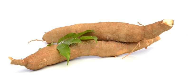 Cassava Raw Tuber - Manihot Esculenta. Organic, Tapioca. Stock Photo ...
