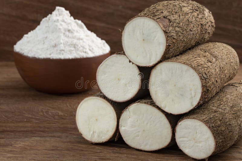 Cassava Organic Cassava Starch Raw - Manihot Esculenta Stock Image ...