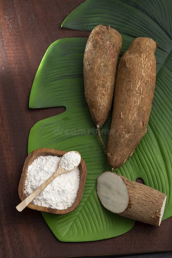 Cassava Organic Cassava Starch Raw - Manihot Esculenta Stock Photo ...