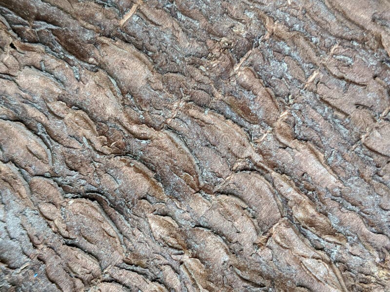 Cassava Outer Skin Texture, Top View Shot Stock Image - Image of ...