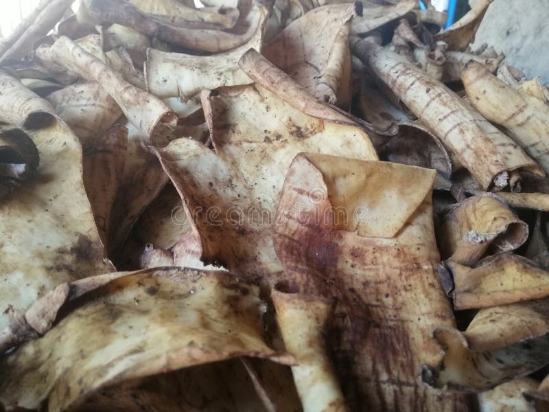 Cassava Peel Waste Scattered on the Plantation Stock Photo - Image of ...