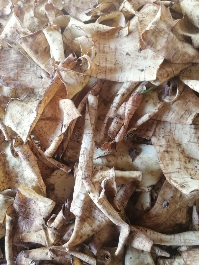 Cassava Peel Waste Scattered on the Plantation Stock Photo - Image of ...