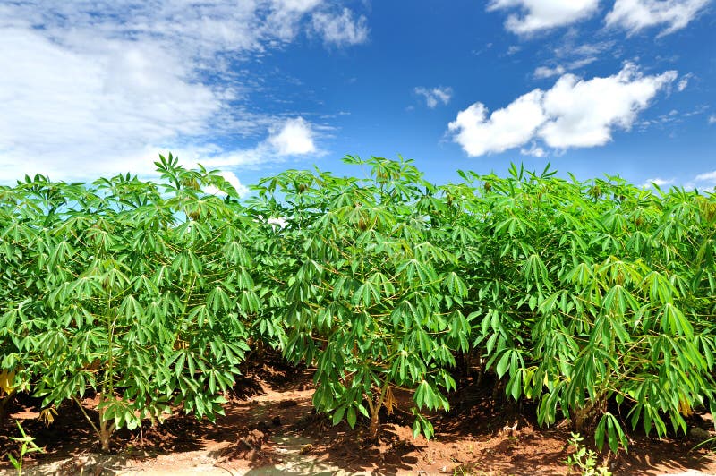 Cassava plant field. stock photo. Image of manioc, husbandry - 16032752