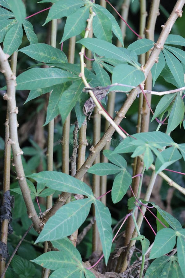 Cassava Plant with Full Long Branches and Amazing Leaf Patterns on ...