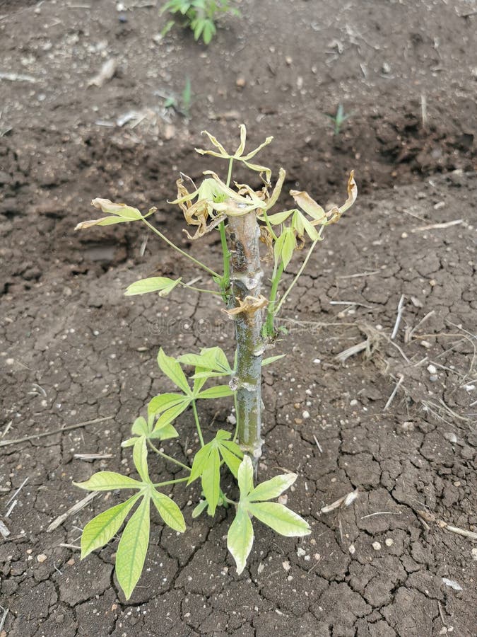 Cassava Plant Leaf Disorder Effect To Plant Growth Stock Photo - Image ...