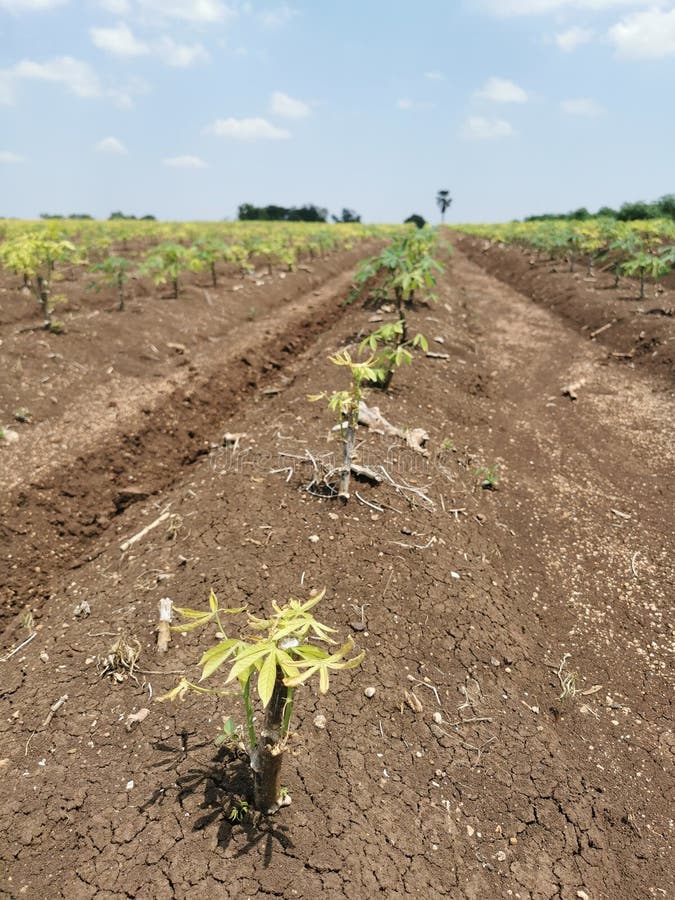 Cassava Plant Leaf Disorder Effect To Plant Growth Stock Photo - Image ...