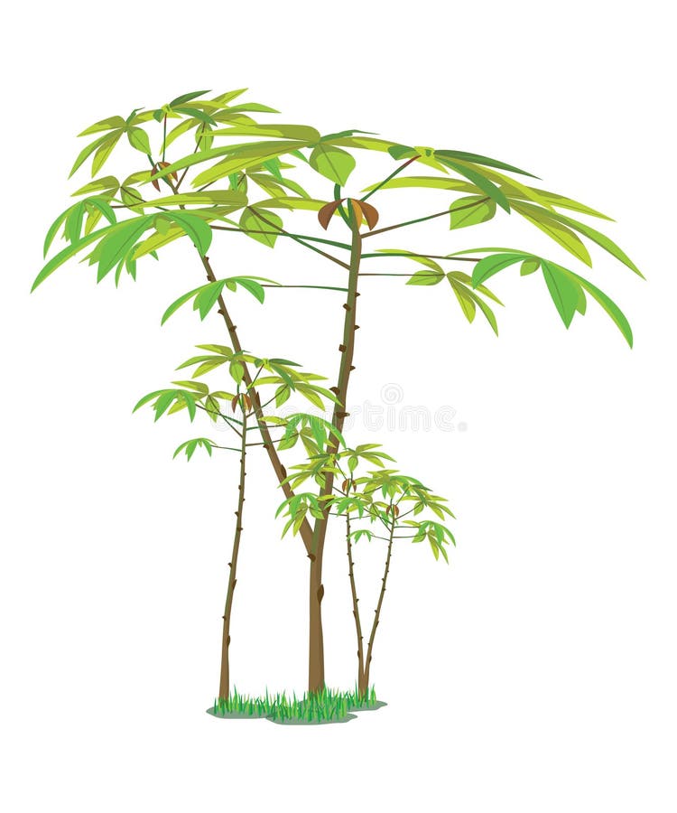 Cassava Plant on White Background Vector Design Stock Vector ...