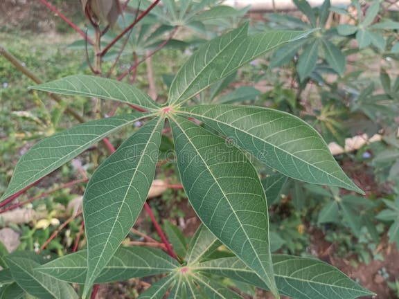 Cassava leaves stock image. Image of root, cassava, processed - 405620725