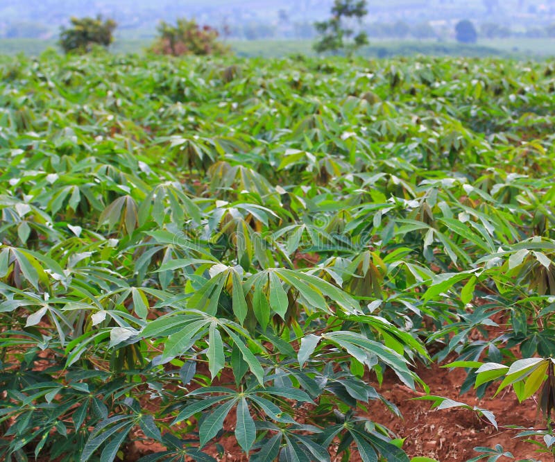 Cassava plantation stock image. Image of hawaii, plant - 38845223
