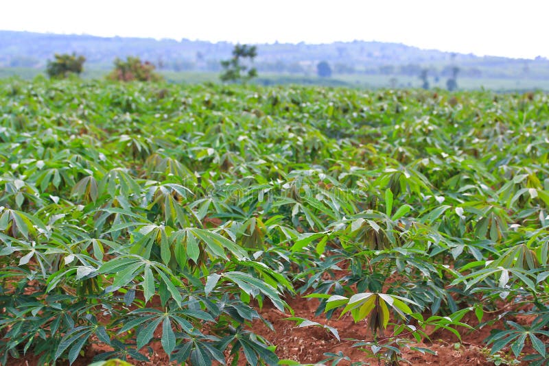 Cassava plantation stock image. Image of beautiful, leaf - 38845259