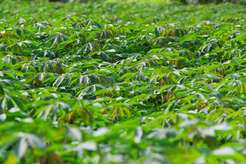 Cassava plantation stock photo. Image of food, long, growing - 32583564