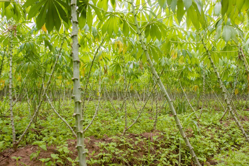 Cassava Plantation with Drip Irrigation Stock Image - Image of cassava ...