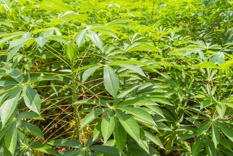 Cassava Plantation Farm in a Farm Stock Photo - Image of organic, grow ...